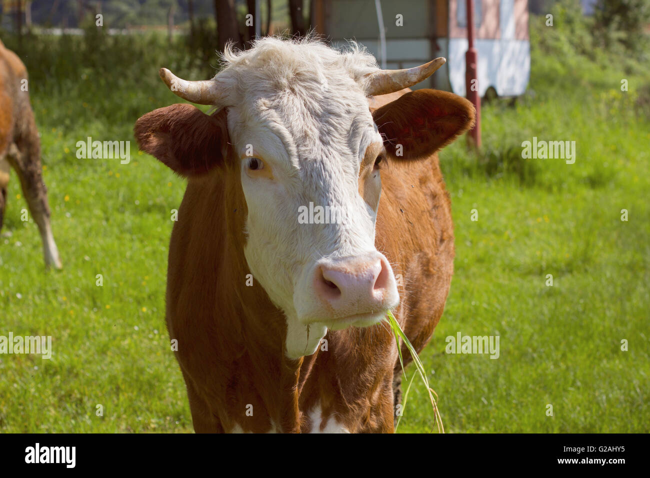 Cow in the field at spring day Stock Photo - Alamy