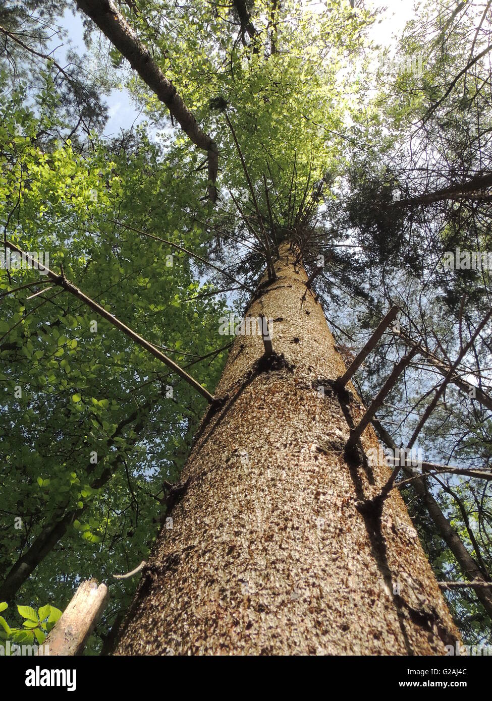Tall forest hi-res stock photography and images - Alamy