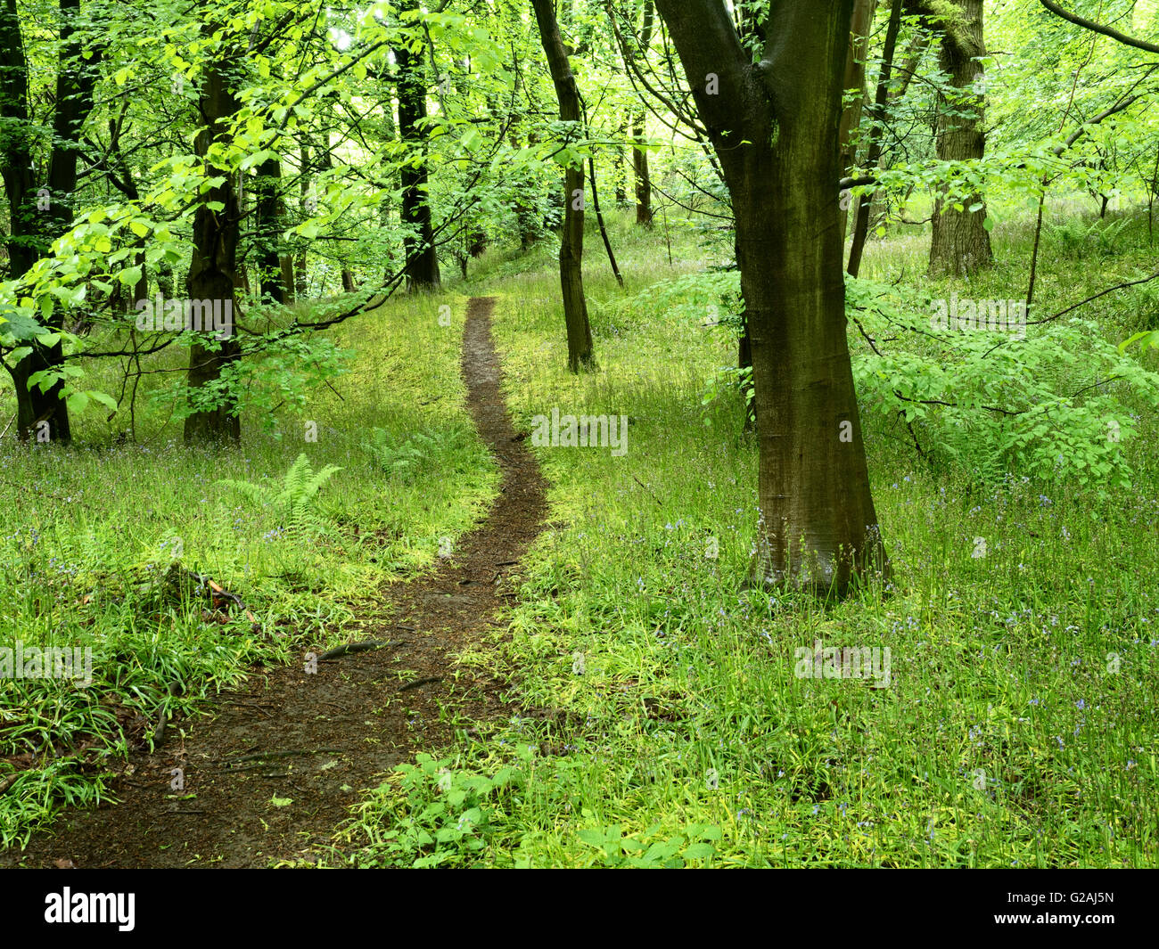 Pathway through Spring Woodland in Middleton Woods Ilkley West ...