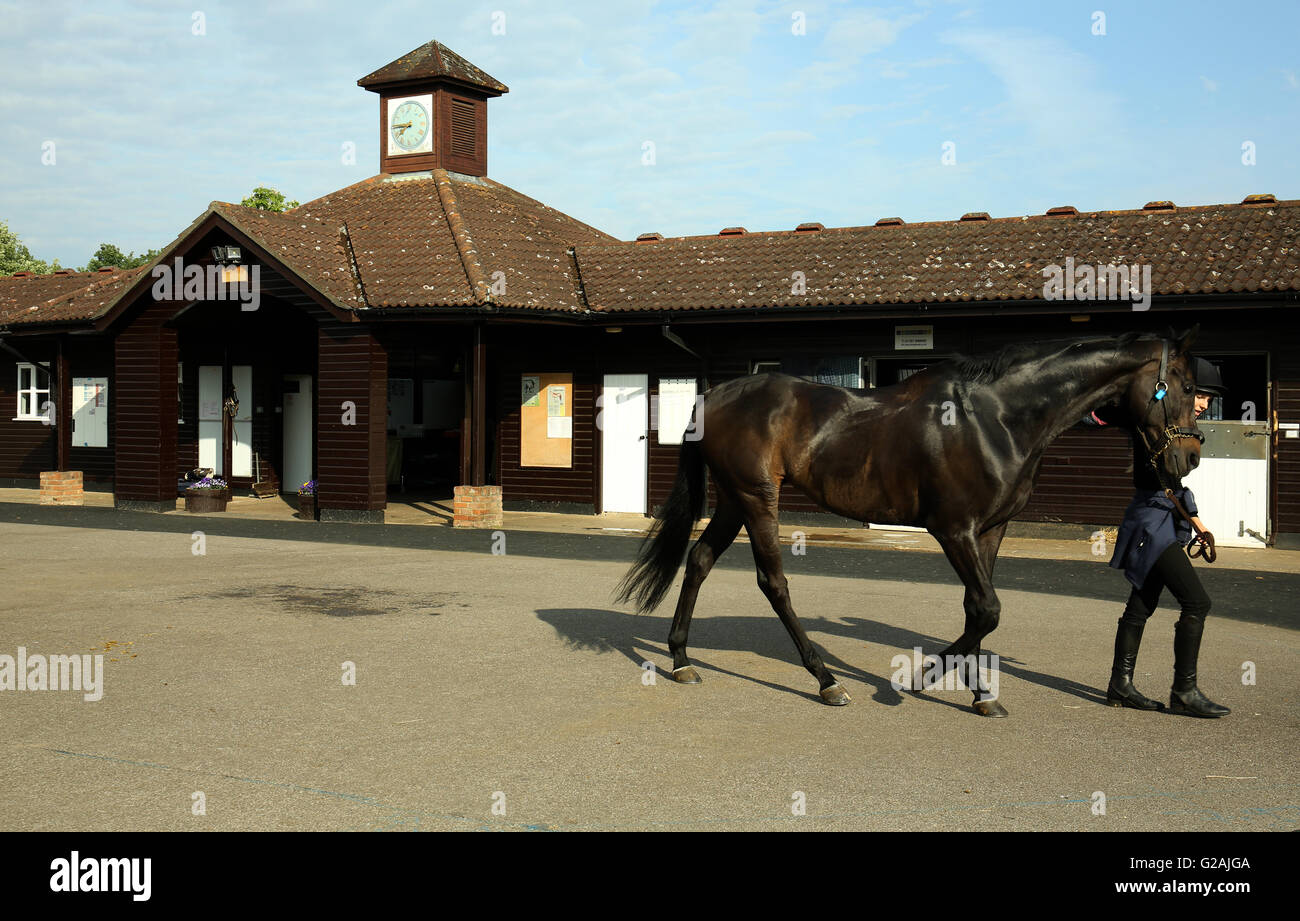 The british racing school newmarket hi-res stock photography and images ...