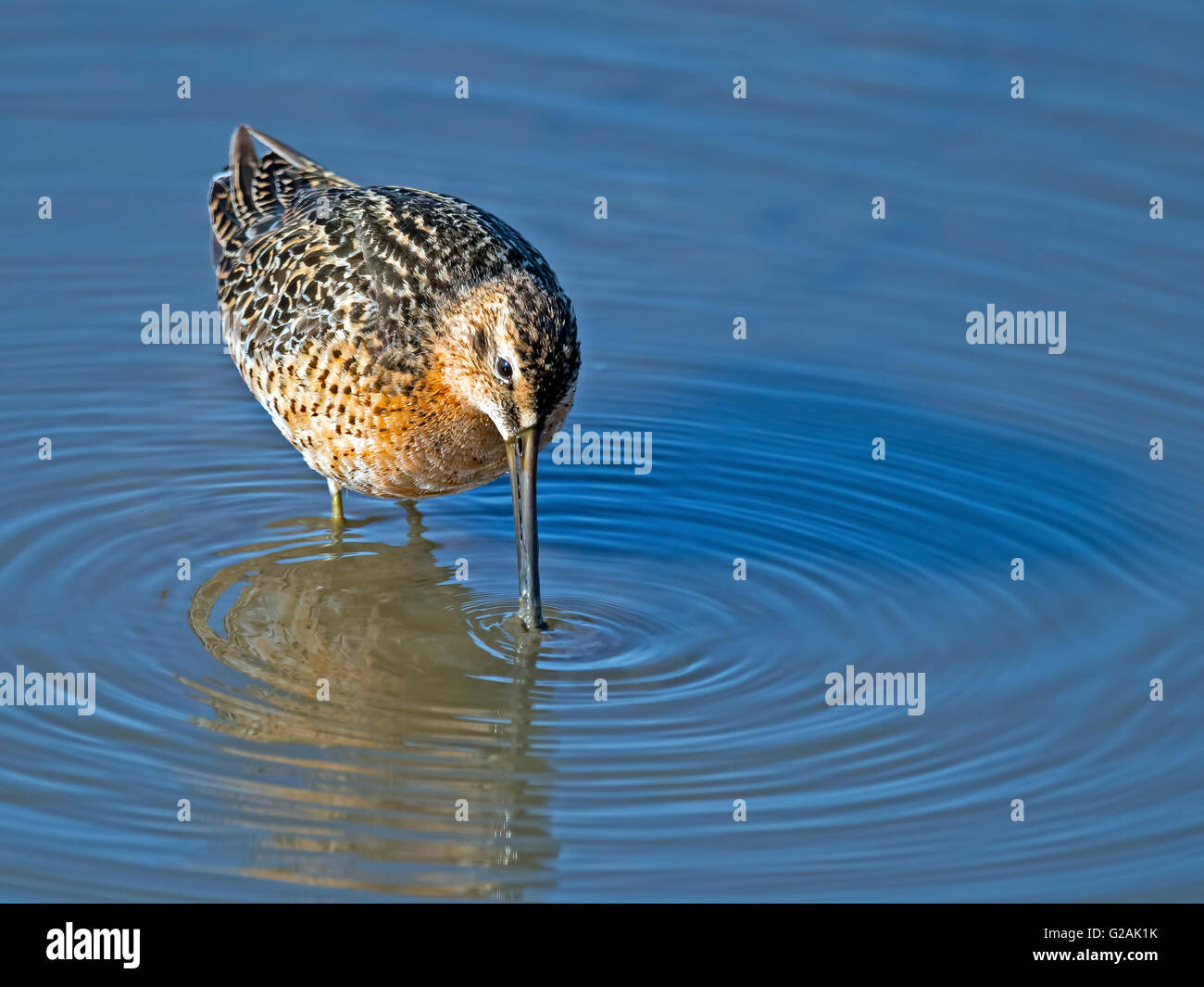 Short billed dowitcher hi-res stock photography and images - Alamy