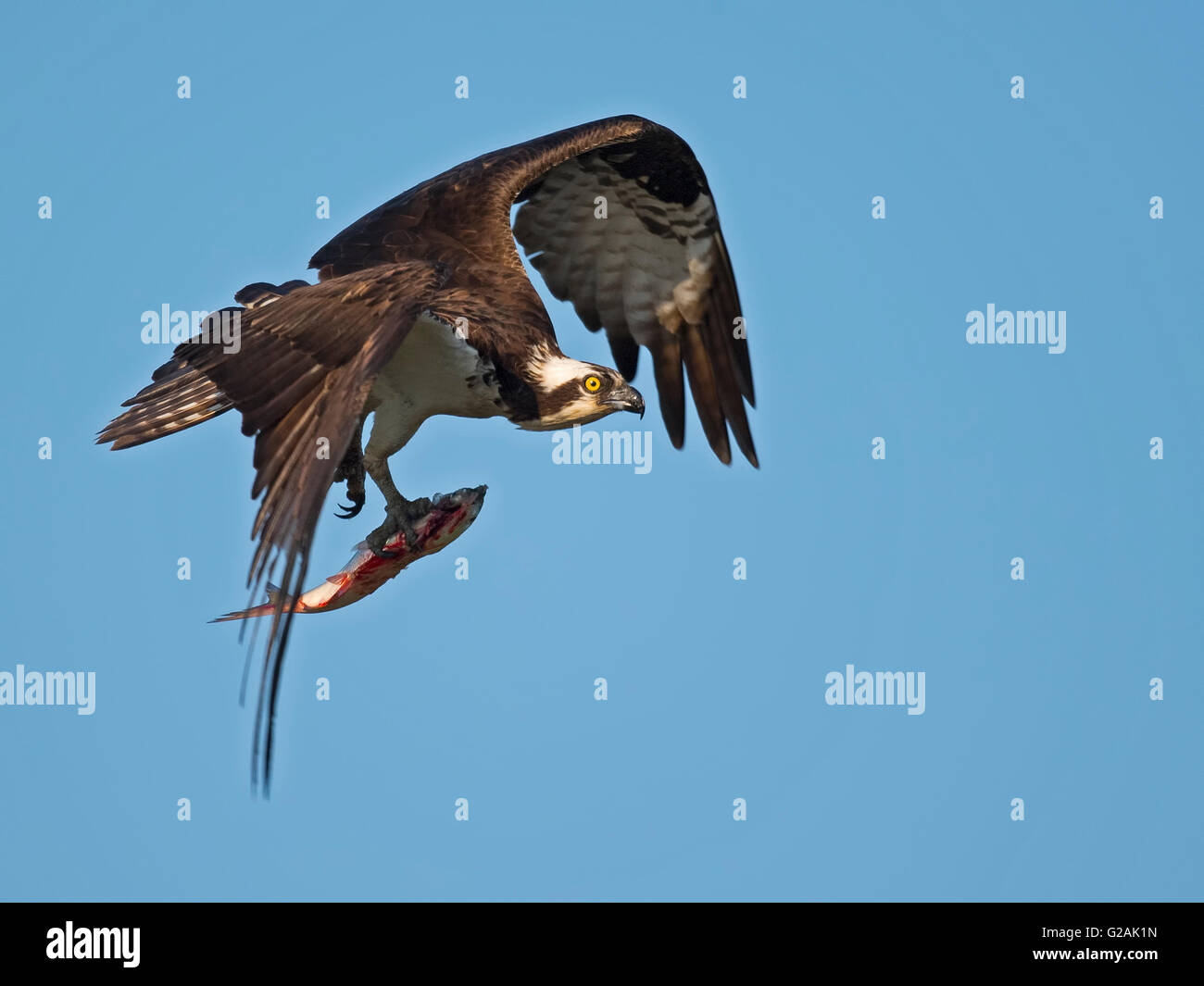 Osprey in Flight with Large Fish Stock Photo - Alamy