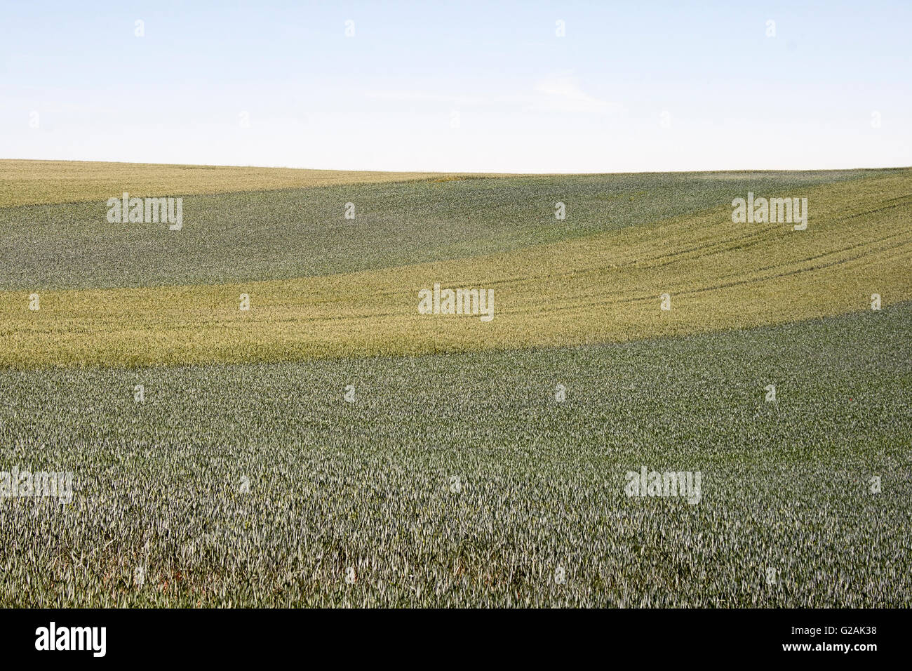 plantation on wheat in spain Stock Photo - Alamy