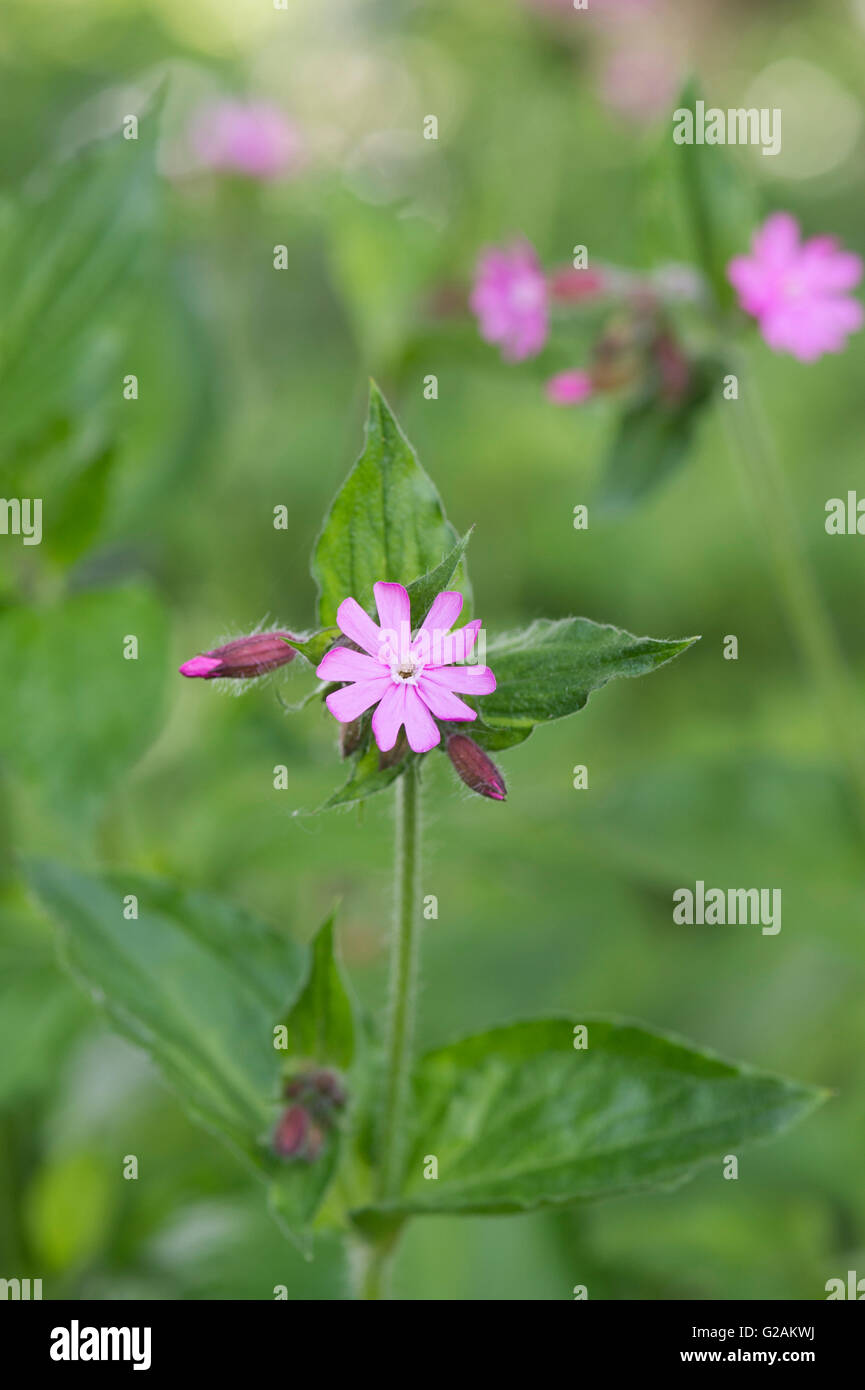 Silene dioica. Red Campion. Wildflower Stock Photo - Alamy