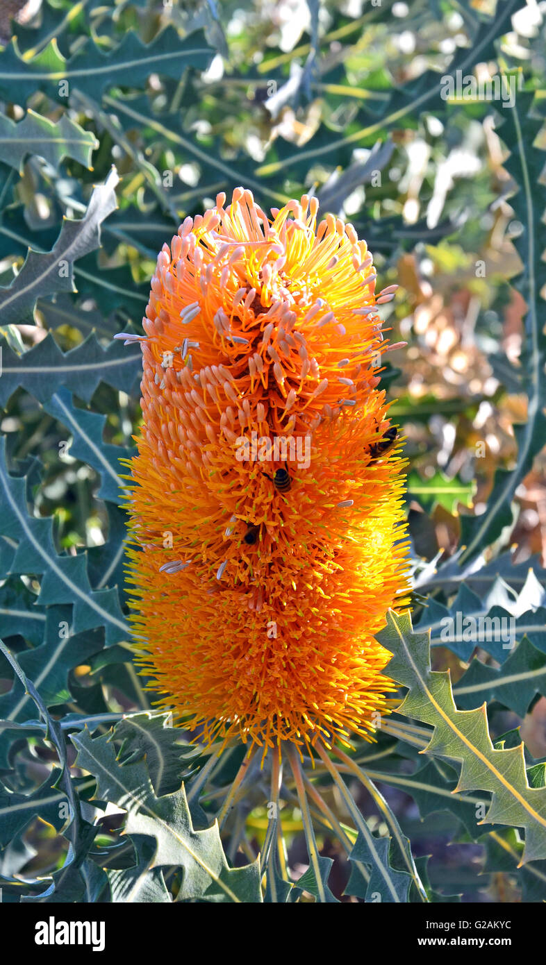 Banksia flower hi-res stock photography and images - Alamy