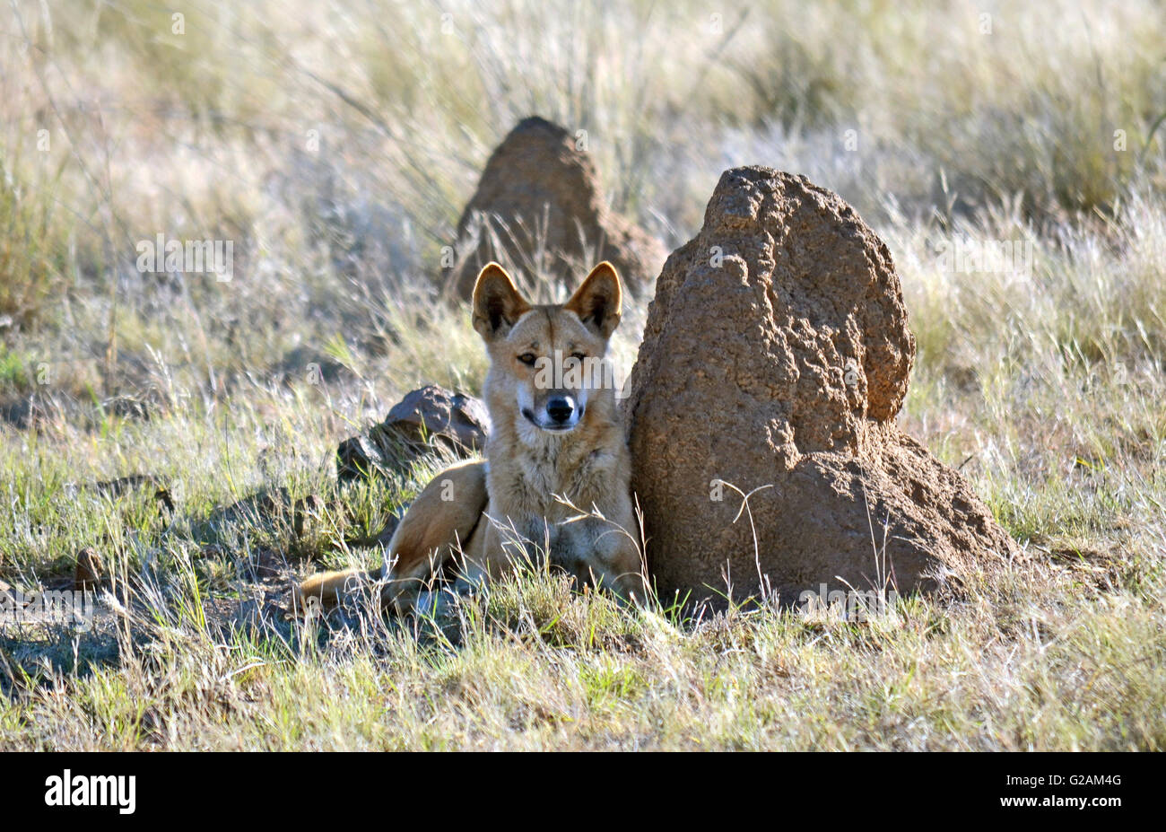Australian Dingo (native dog) resting against a termite mound in ...