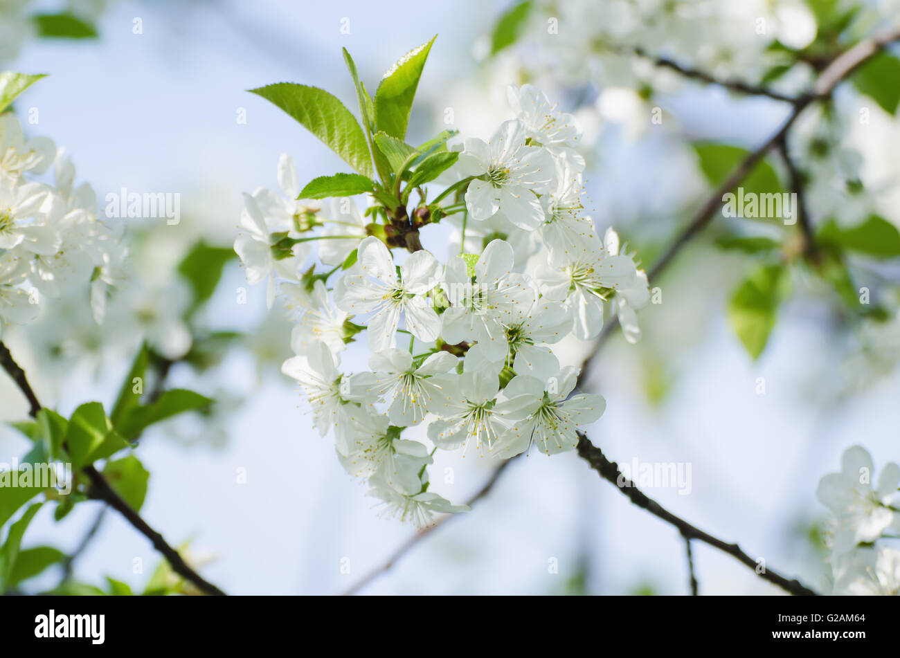 Cherry spring flowers Stock Photo - Alamy