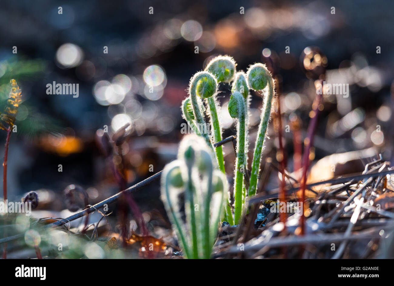 Furled ferns hi-res stock photography and images - Alamy