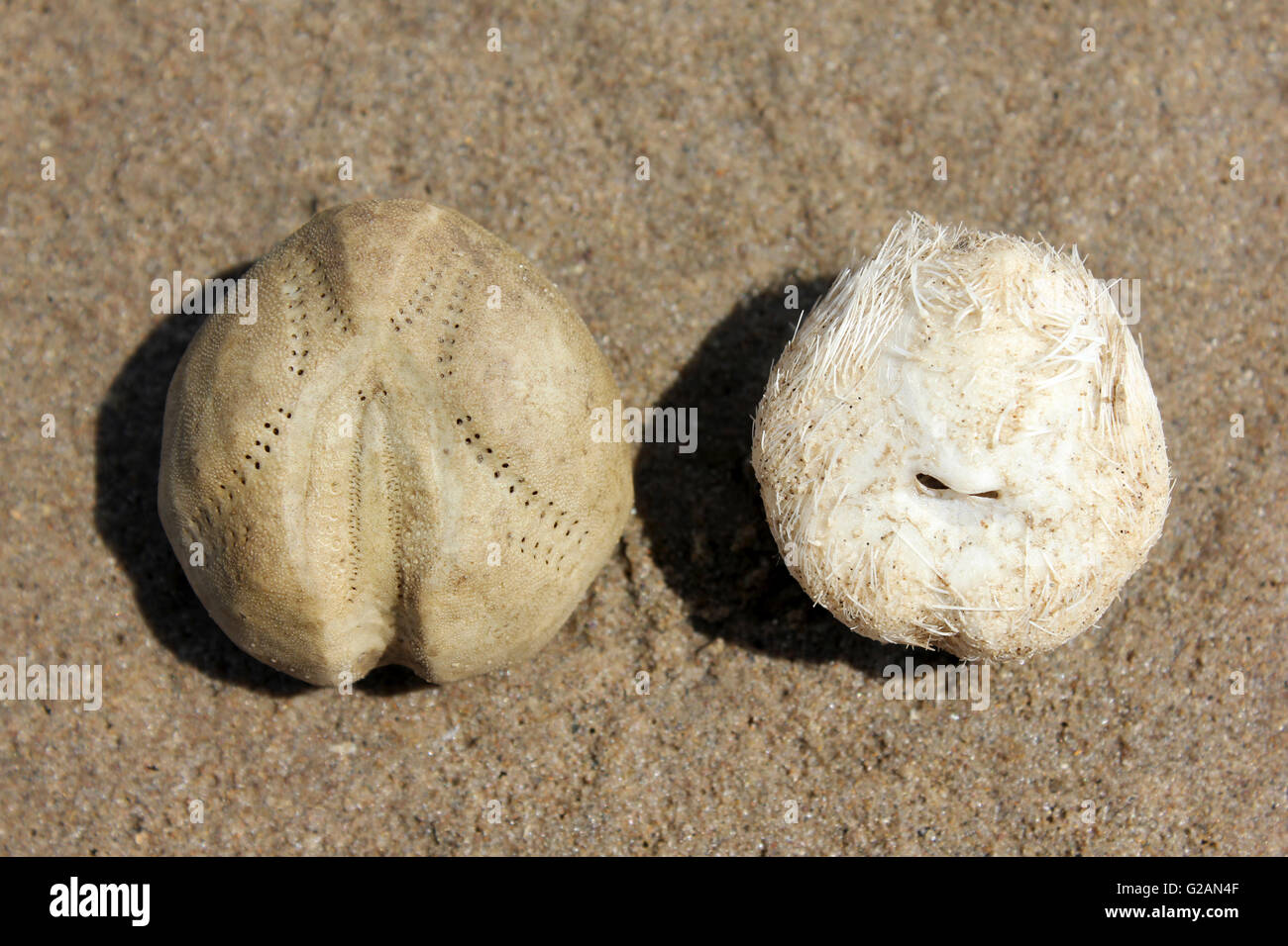 Echinoids High Resolution Stock Photography and Images - Alamy