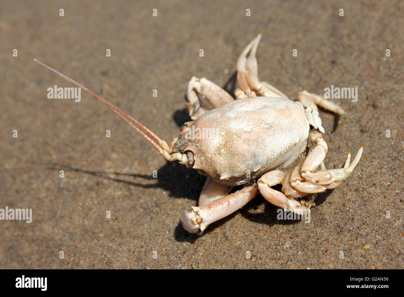 Masked Crab Corystes cassivelaunus Stock Photo - Alamy
