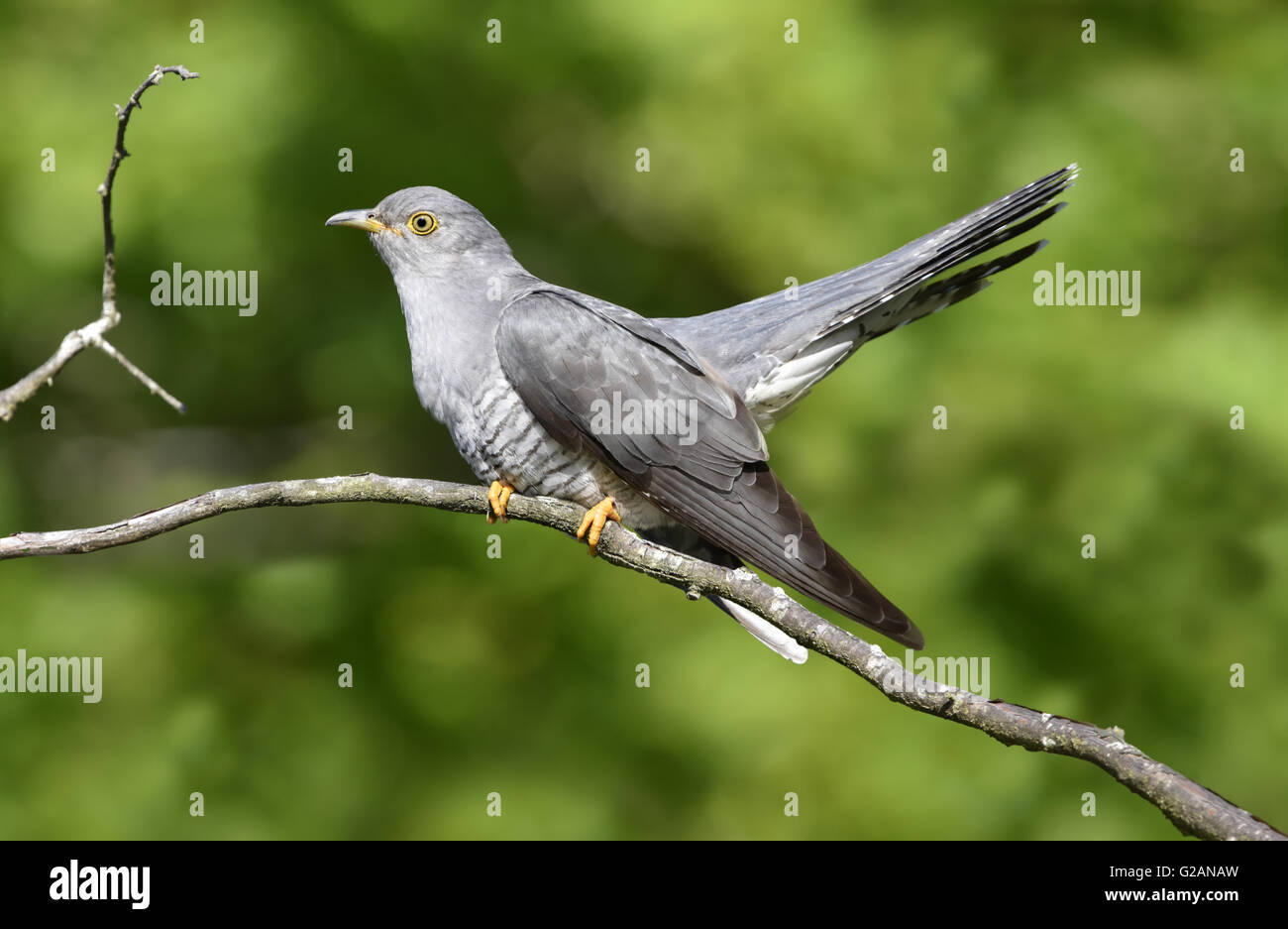 Cuckoo - Cuculus canorus Stock Photo - Alamy