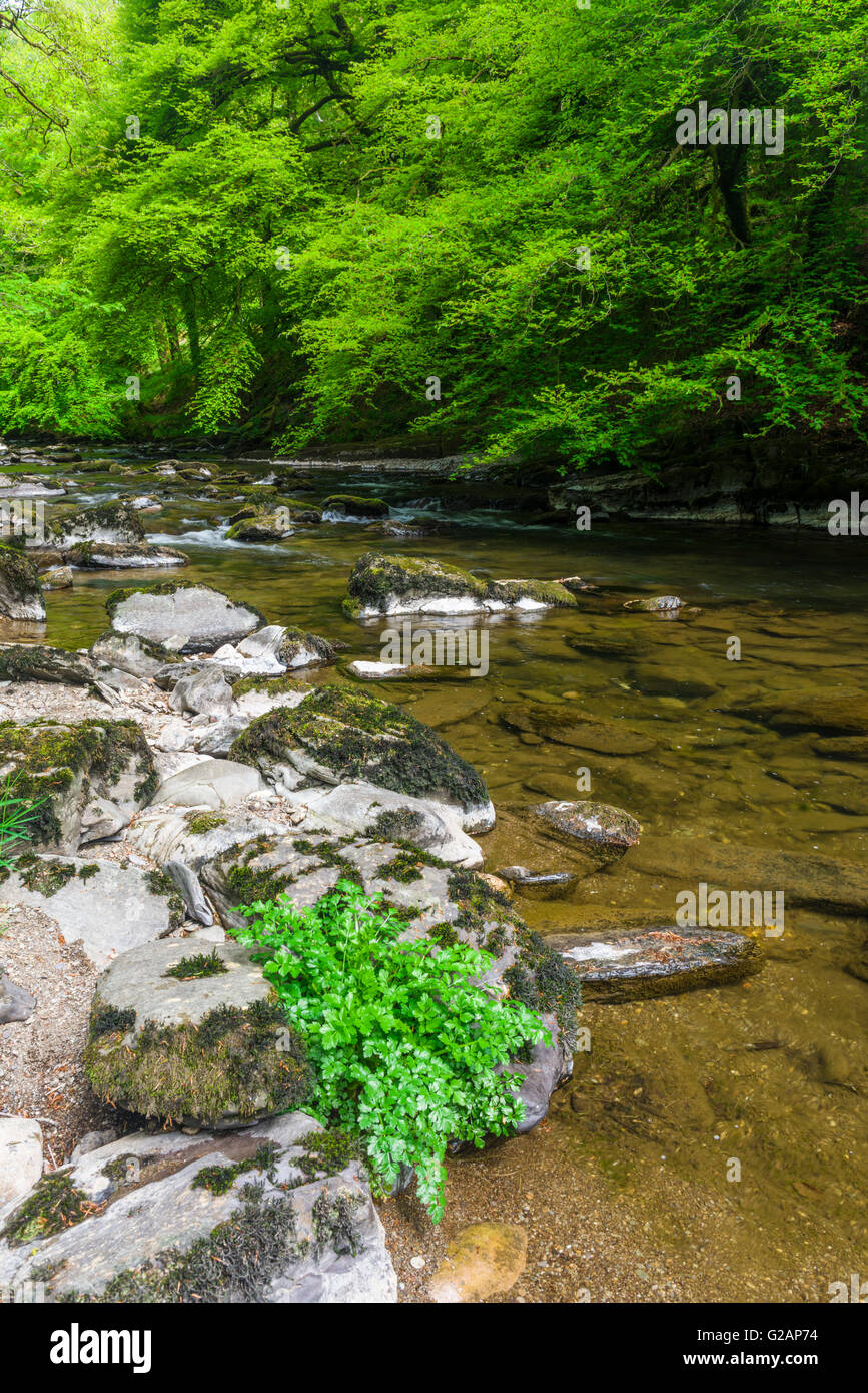 The River Barle in woodland near Tarr Steps in Exmoor National Park ...