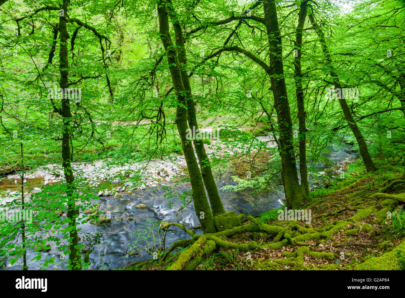 The River Barle in woodland near Tarr Steps in Exmoor National Park ...