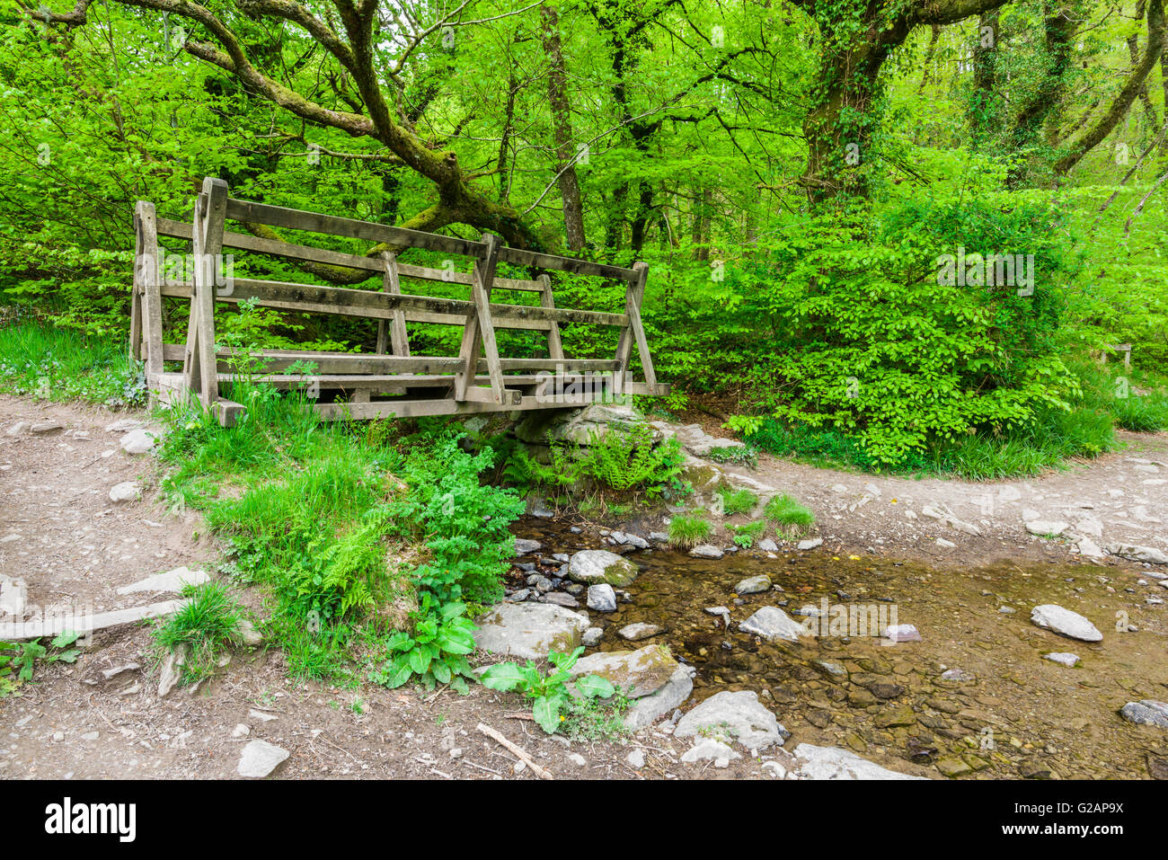 A footbridge over a stream in Knaplock Wood near Tarr Steps in Exmoor ...