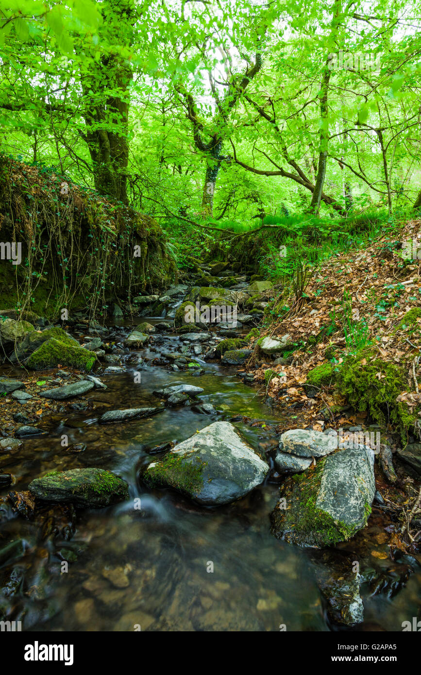A stream in Knaplock Wood near Tarr Steps in Exmoor National Park ...