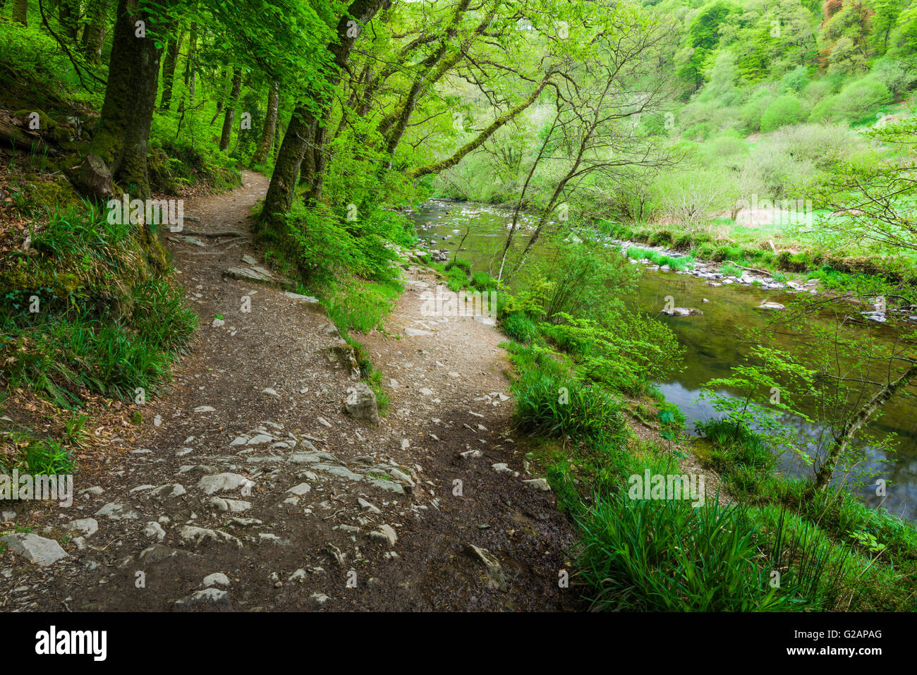 The River Barle in Knaplock Wood near Tarr Steps in Exmoor National ...