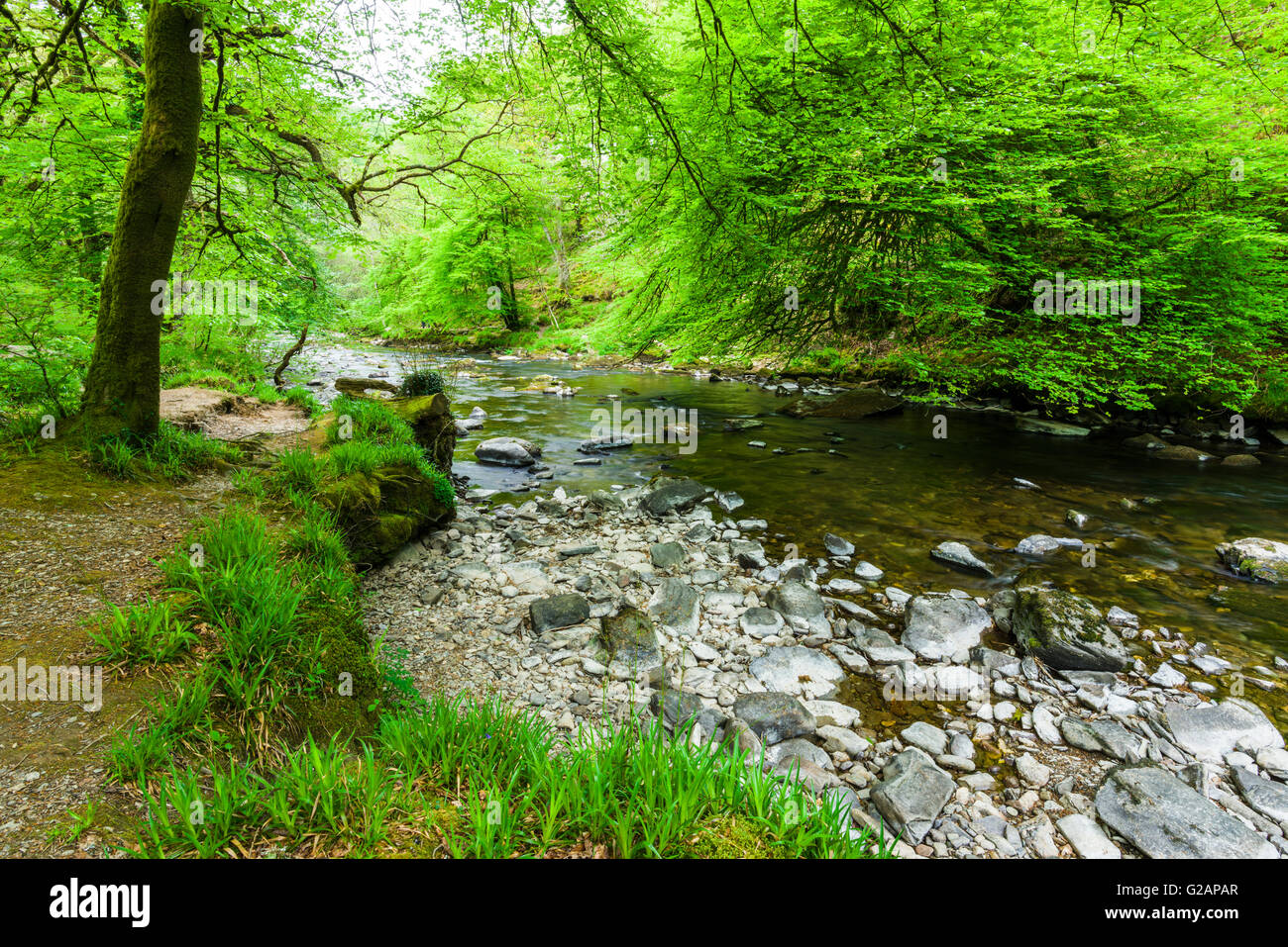 The River Barle in Knaplock Wood near Tarr Steps in Exmoor National ...
