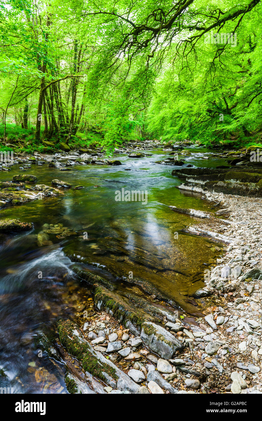 The River Barle in Knaplock Wood near Tarr Steps in Exmoor National ...