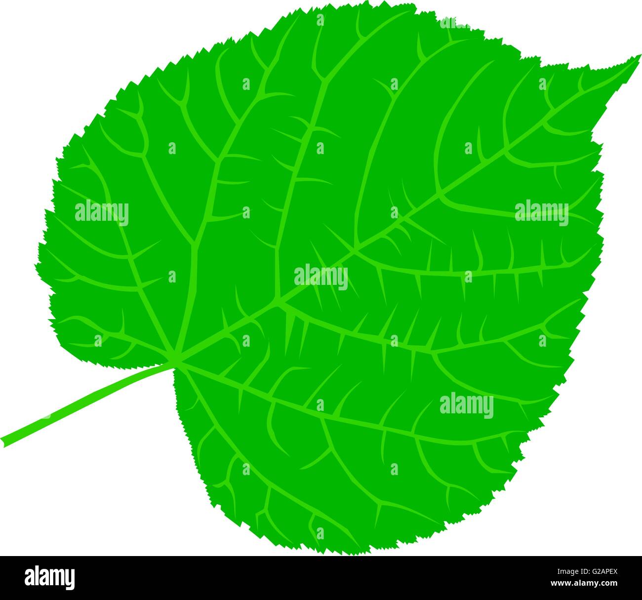 linden, lime, teil, lime-leaf, vector, isolated linden leaf Stock ...