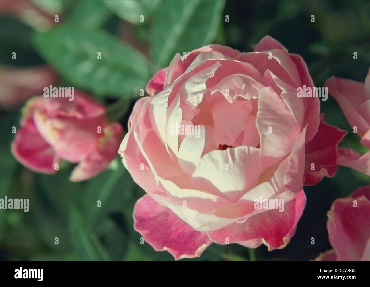 Beautiful pink rose in a garden Stock Photo - Alamy
