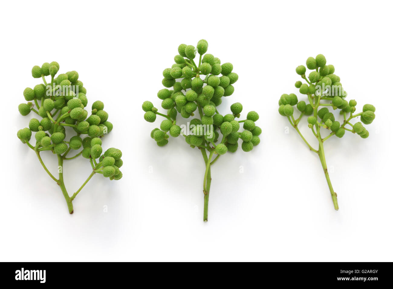 Japanese sansho pepper hi-res stock photography and images - Alamy