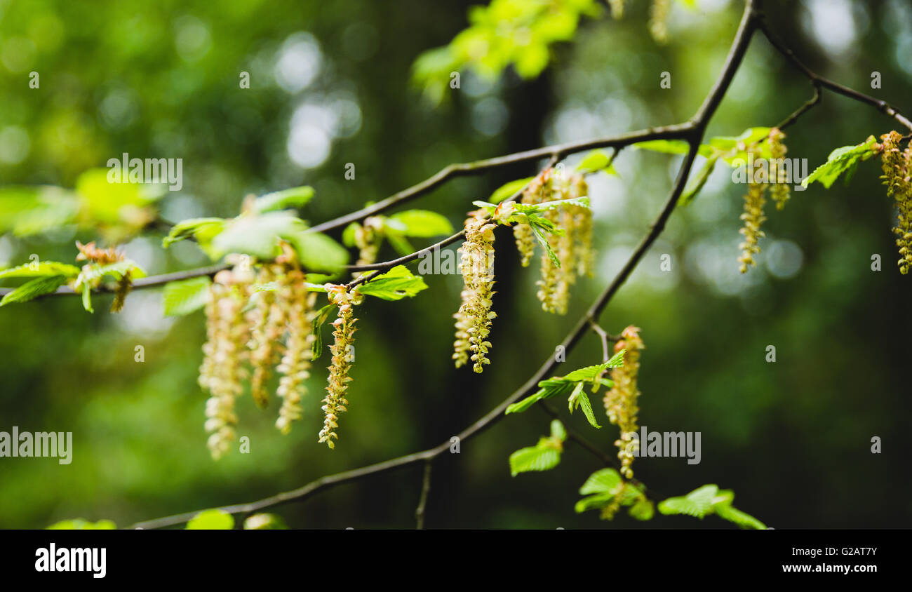 hazel pollen and flower at spring causing hay fever Stock Photo - Alamy