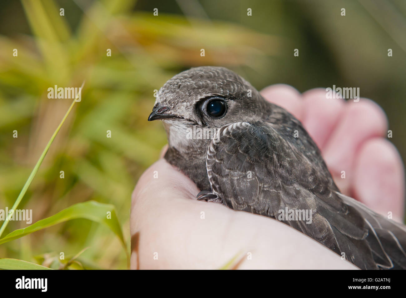 young common swift on the palm of the hand Stock Photo - Alamy