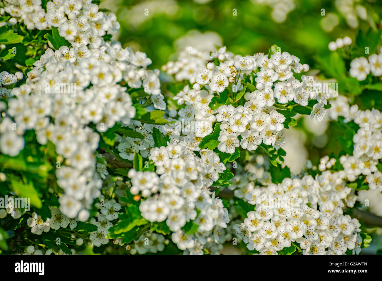 Beautiful apple tree branch with sun rays Stock Photo - Alamy