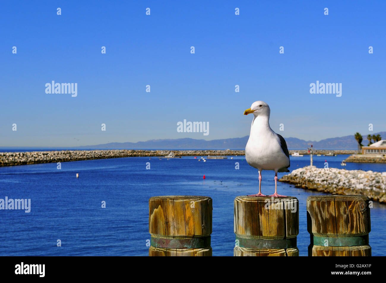 Seagull on a pier Stock Photo - Alamy