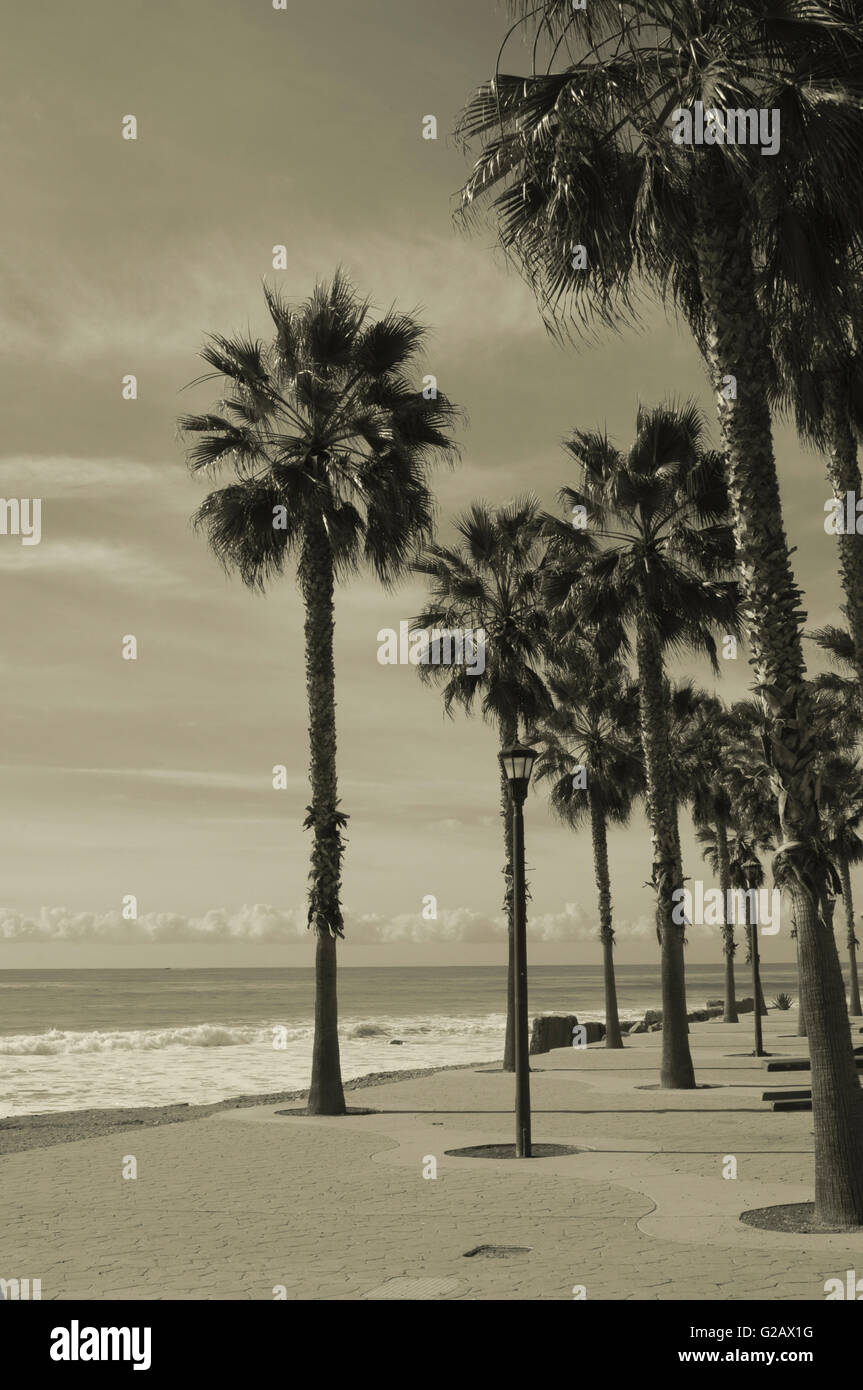 California palm trees Stock Photo - Alamy