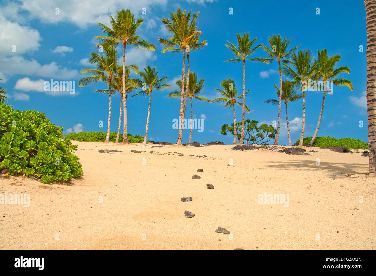 Hawaiian tropical beach and palm trees on a summer day Stock Photo - Alamy
