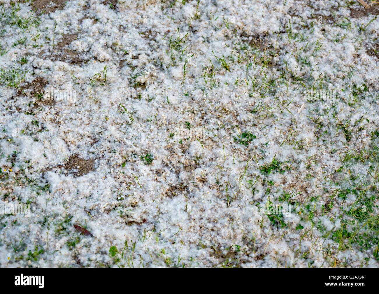 fuzz on the ground outdoors in Germany Stock Photo - Alamy