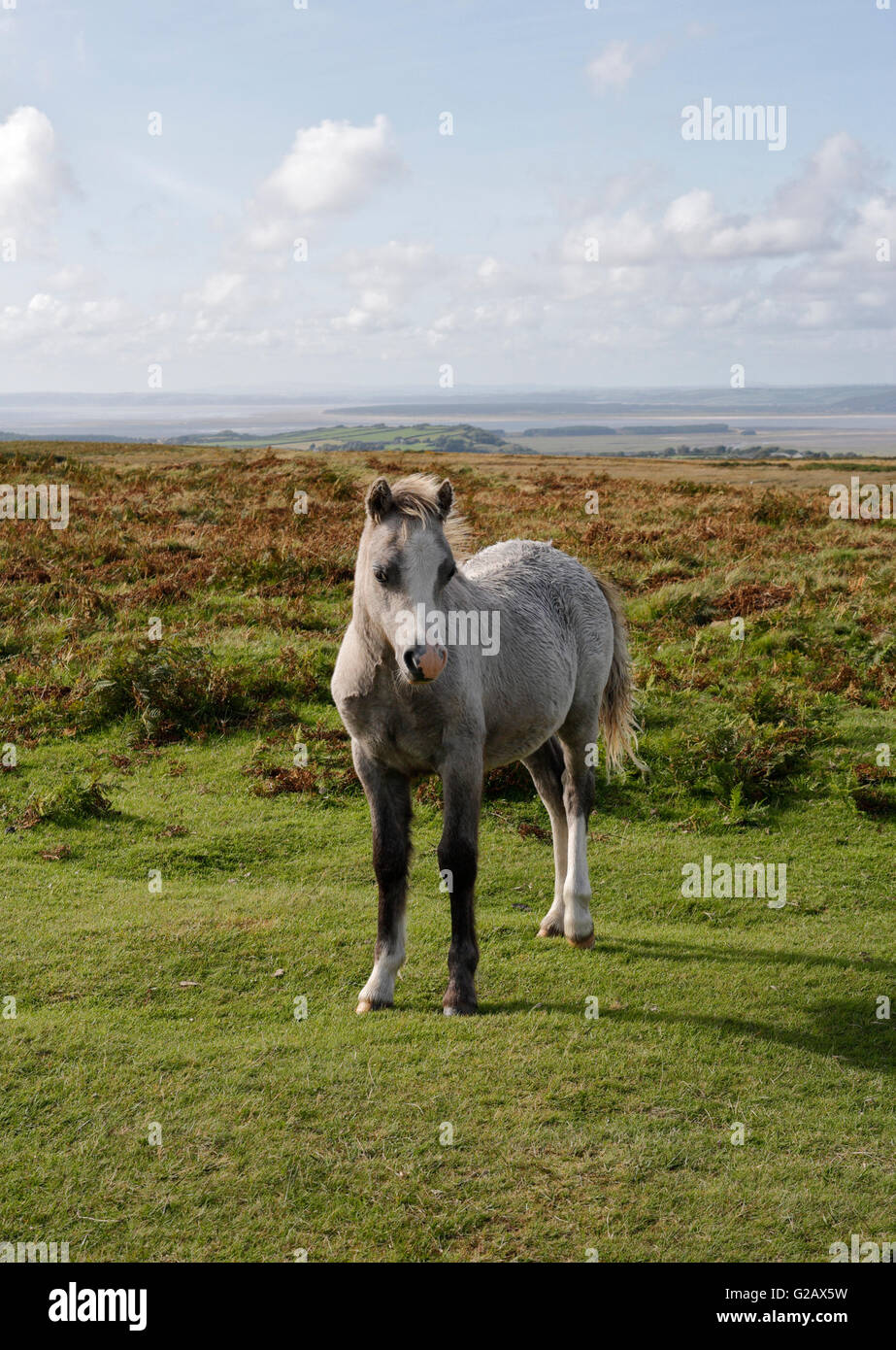 Wild horse pony on the Gower Peninsula in Wales, UK Stock Photo - Alamy