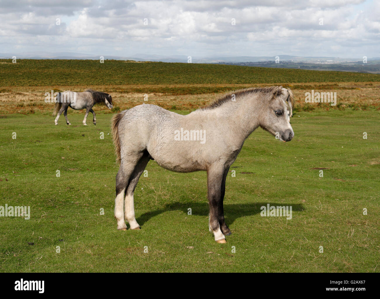 Wild horses pony on the Gower Peninsula Wales, UK British countryside ...