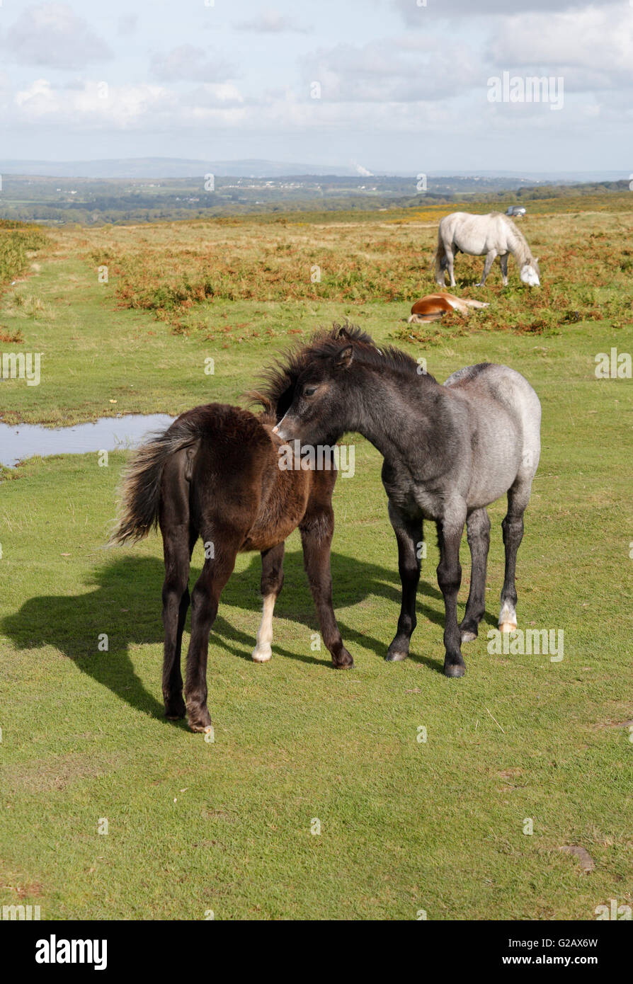 British horses and ponies hi-res stock photography and images - Alamy