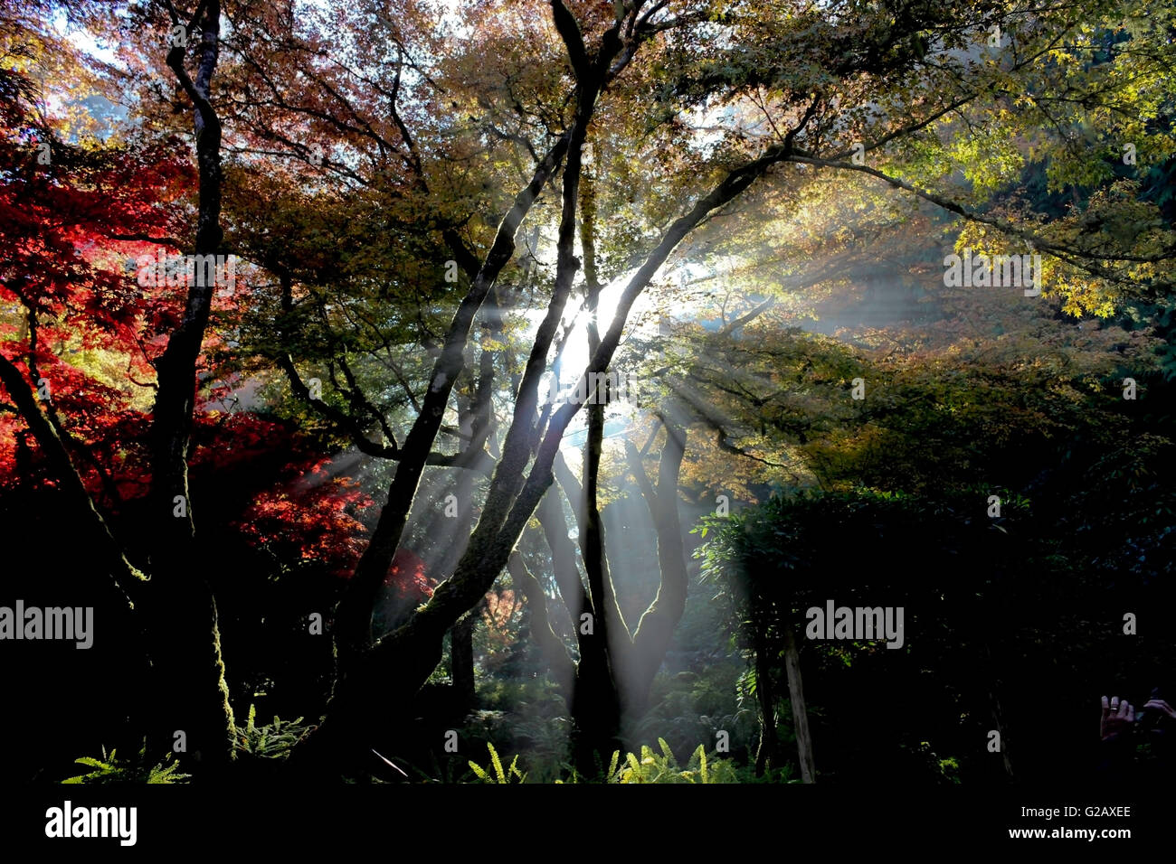 Sun Light through the tree Stock Photo - Alamy