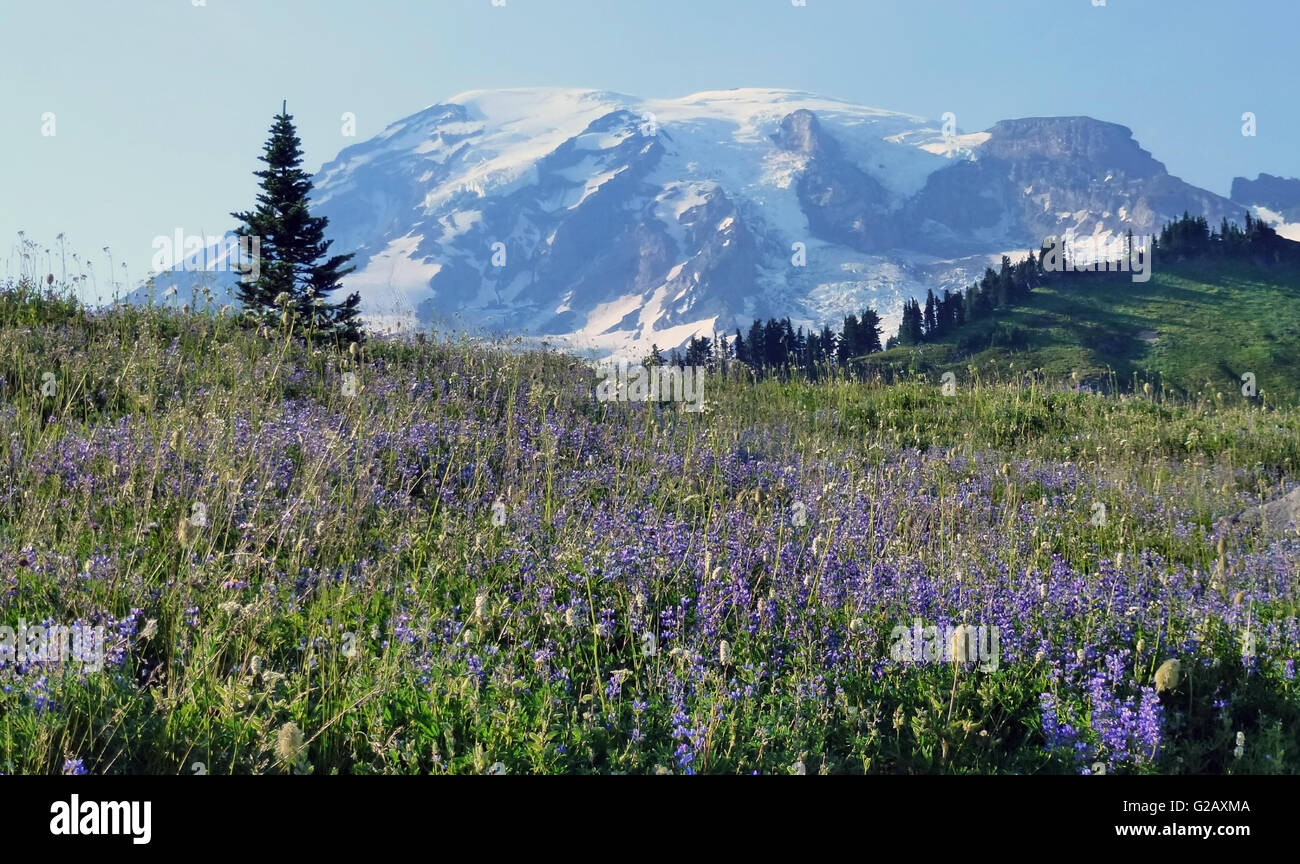 Us national parks mount rainier national park hi-res stock photography ...