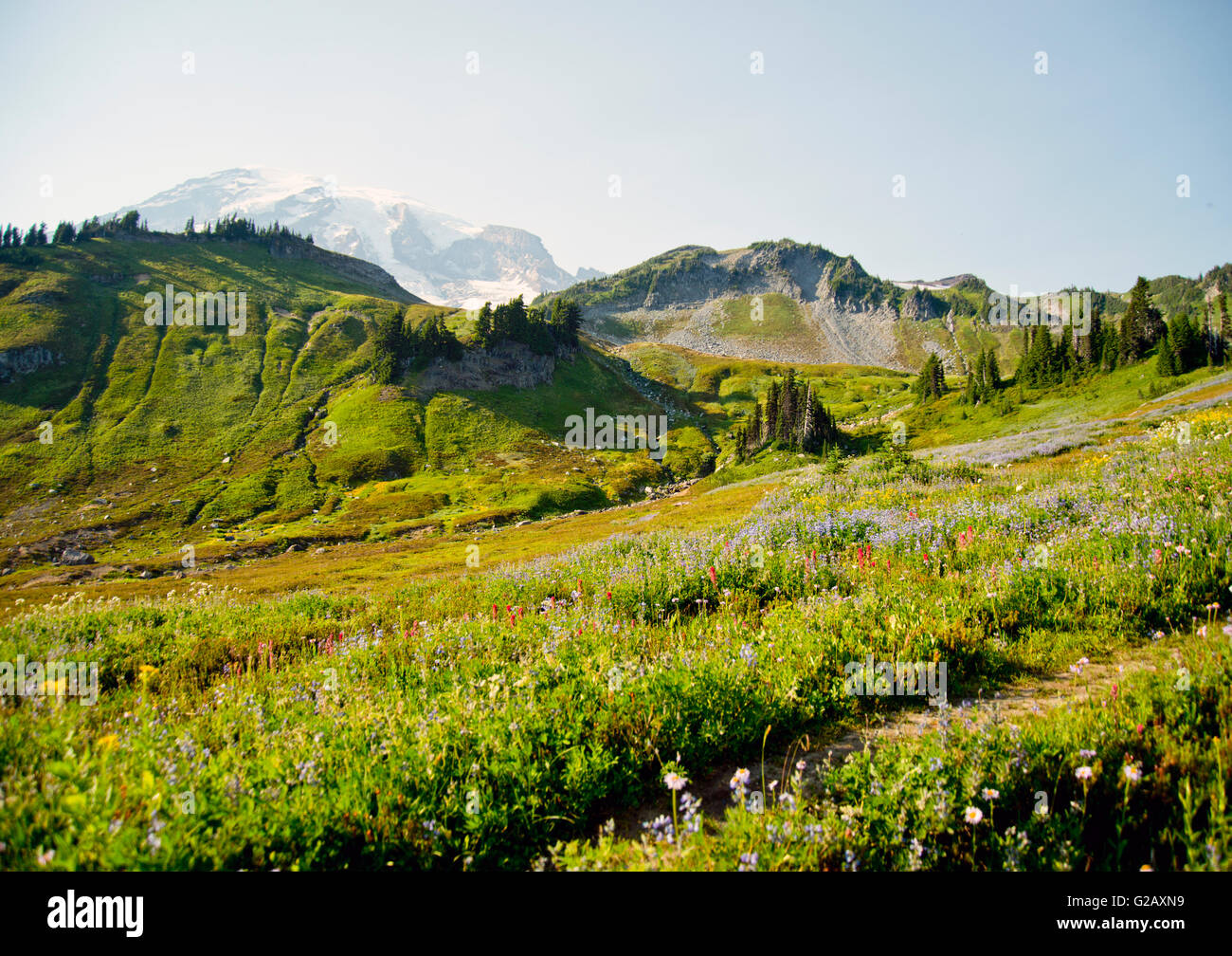 Green sub alpine in Mt Rainier,USA Stock Photo - Alamy