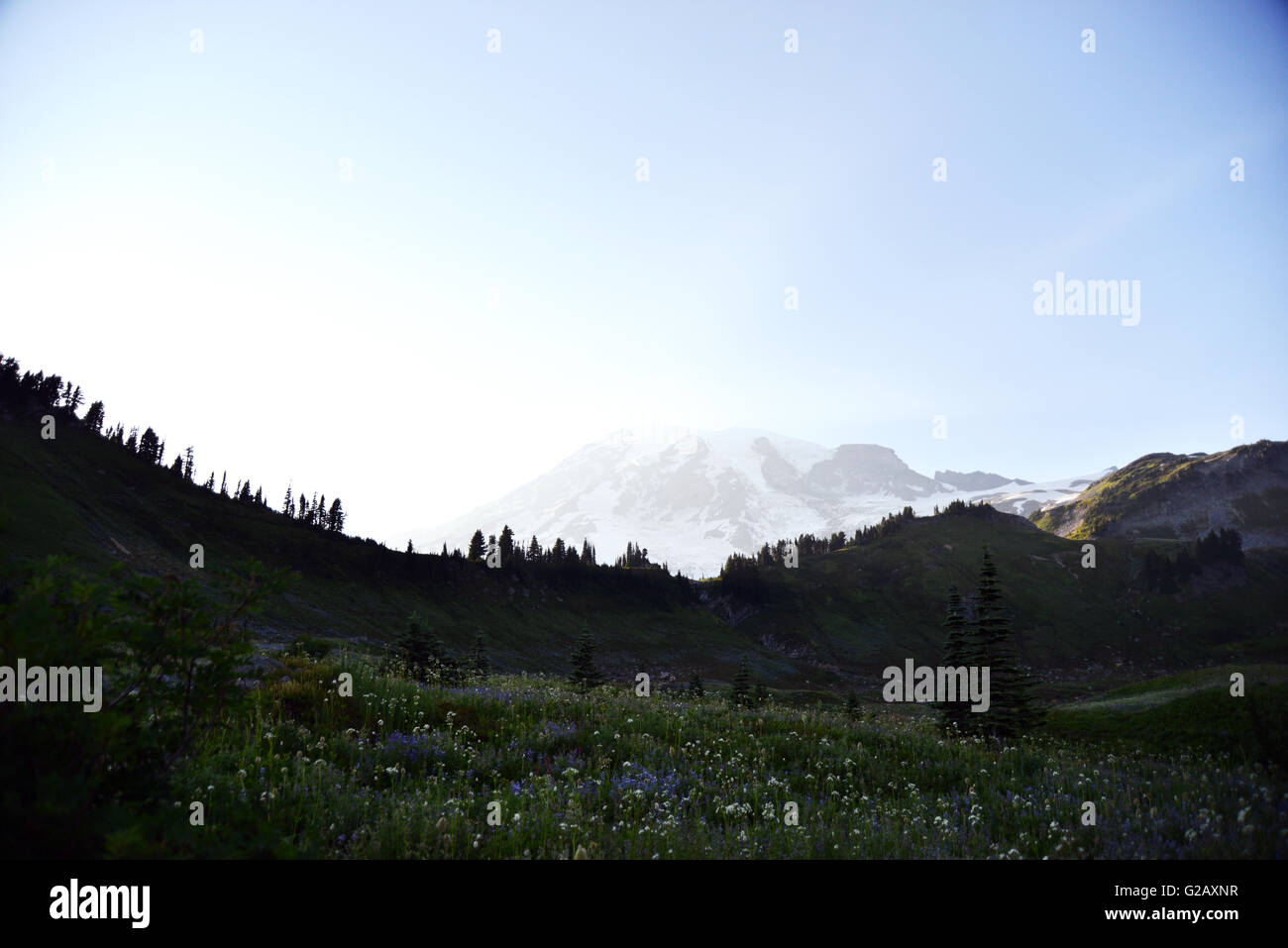 Beautiful Mt Rainier national park in summer 1 Stock Photo - Alamy