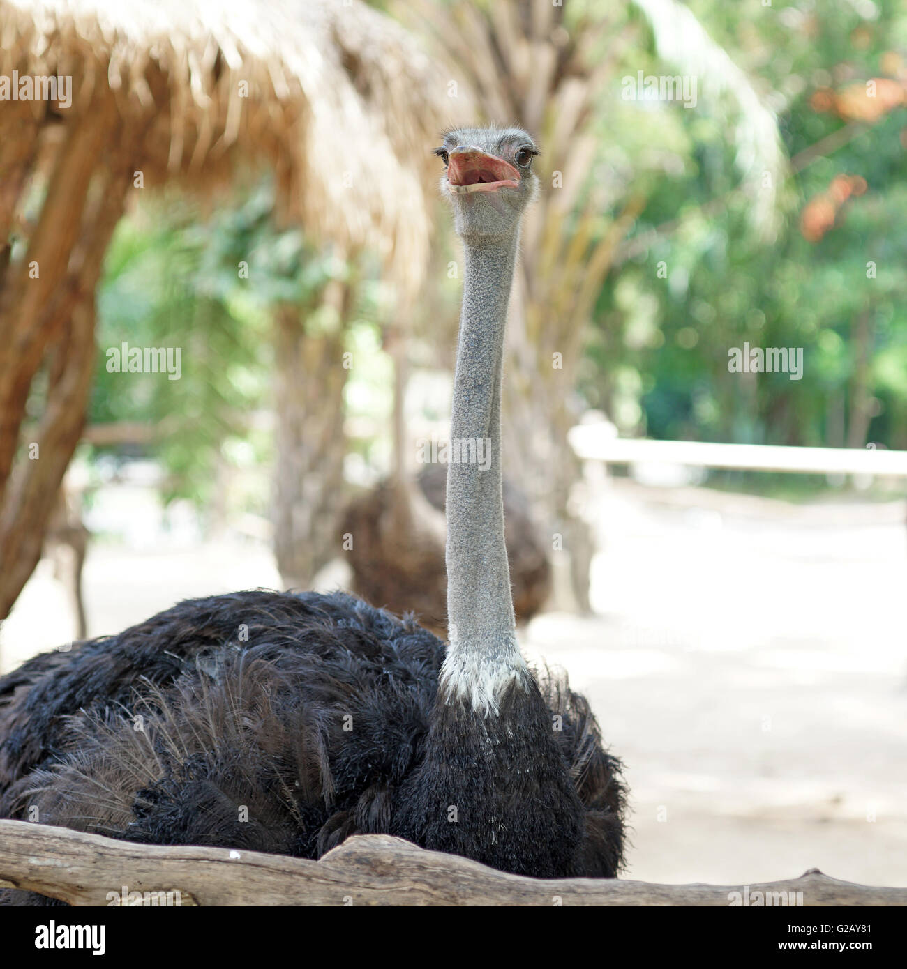 Ostrich skin hi-res stock photography and images - Alamy