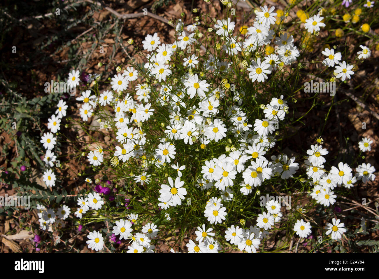 Everlastings in western australia hi-res stock photography and images ...
