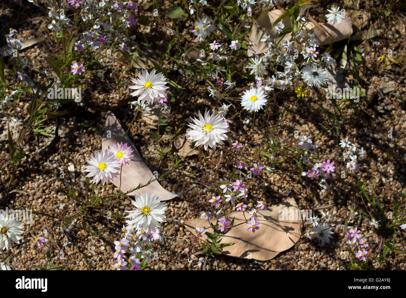 Australian white and pink Everlastings or Paper Daisies species in ...