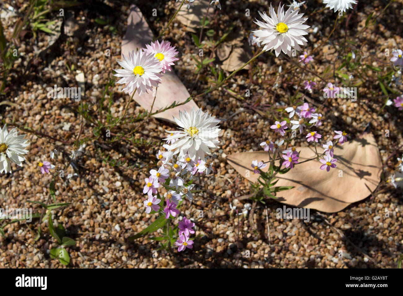 Australian white and pink Everlastings or Paper Daisies species in ...