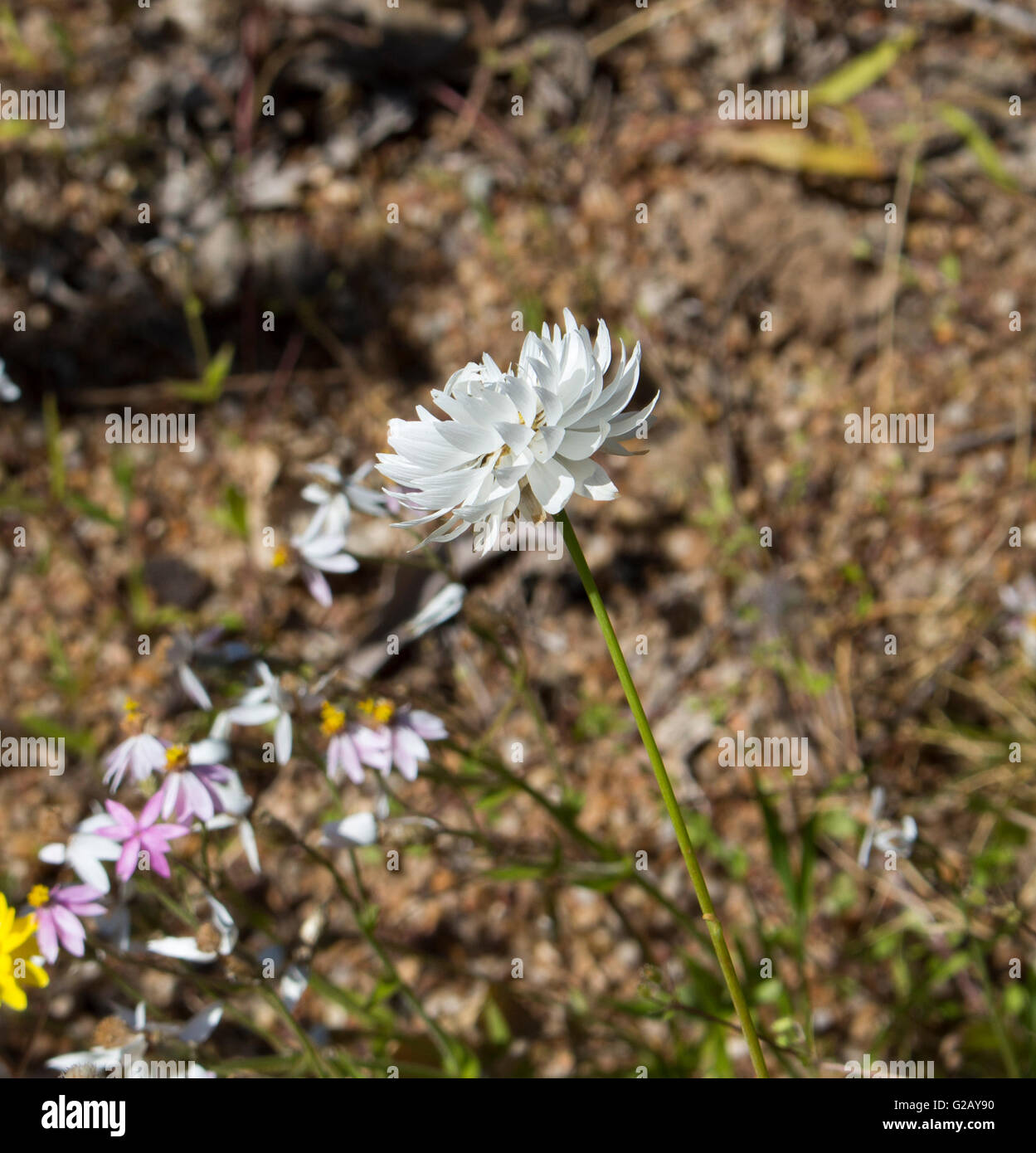 Australian white and pink Everlastings or Paper Daisies species in ...