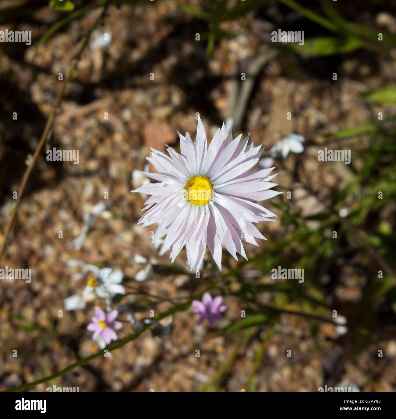 Australian white and pink Everlastings or Paper Daisies species in ...
