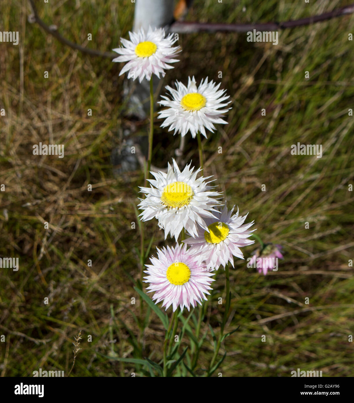 Australian white and pink Everlastings or Paper Daisies species in ...