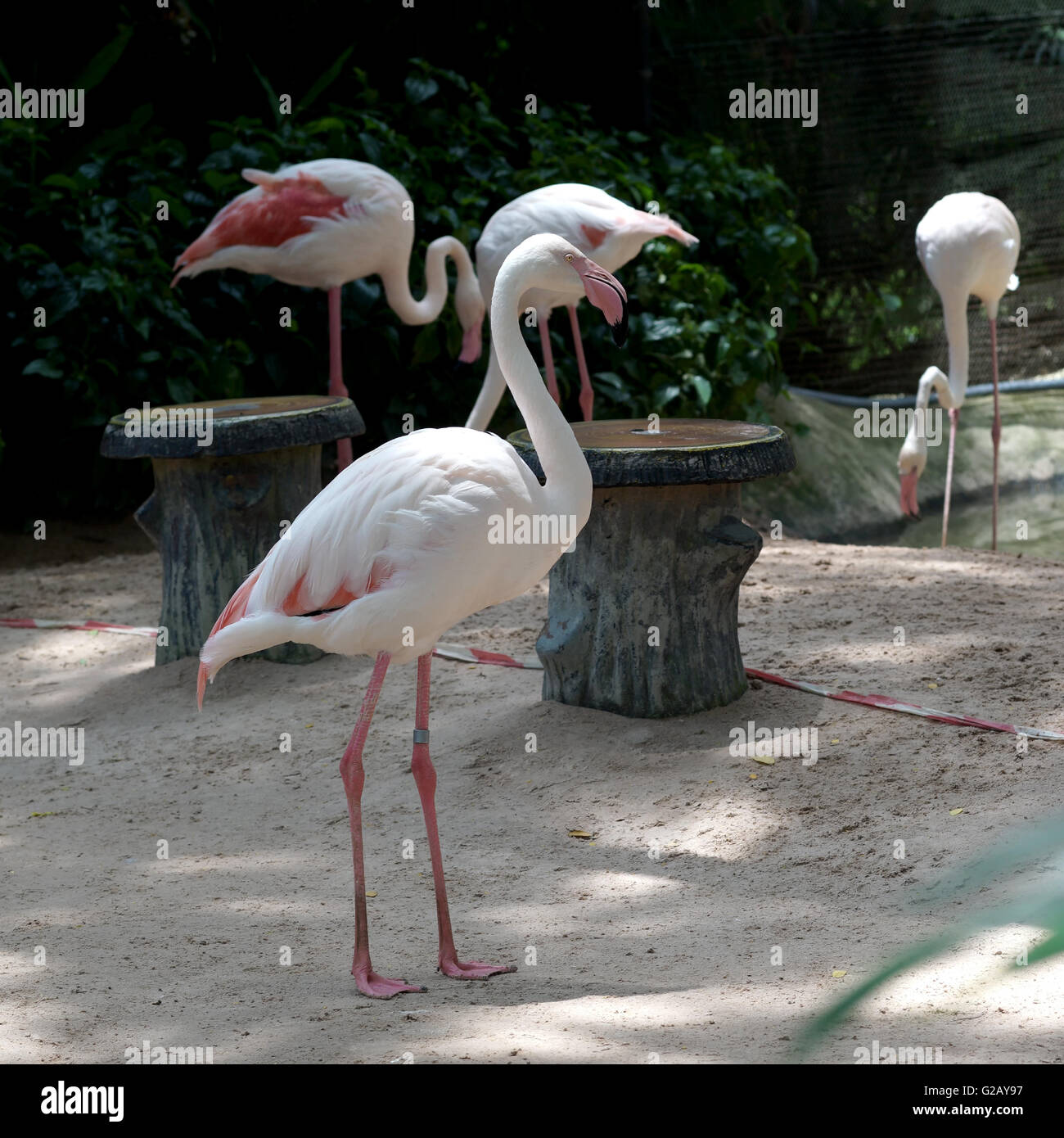 closeup of pink flamingo in the zoo Stock Photo - Alamy