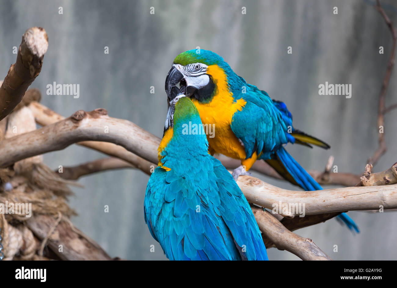 A couple of loving macaws Stock Photo - Alamy