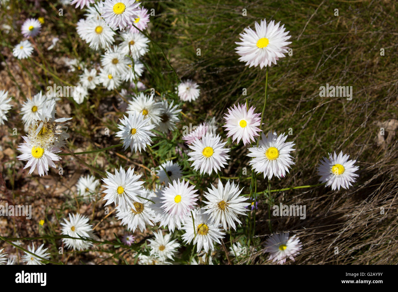 Australian white and pink Everlastings or Paper Daisies species in ...