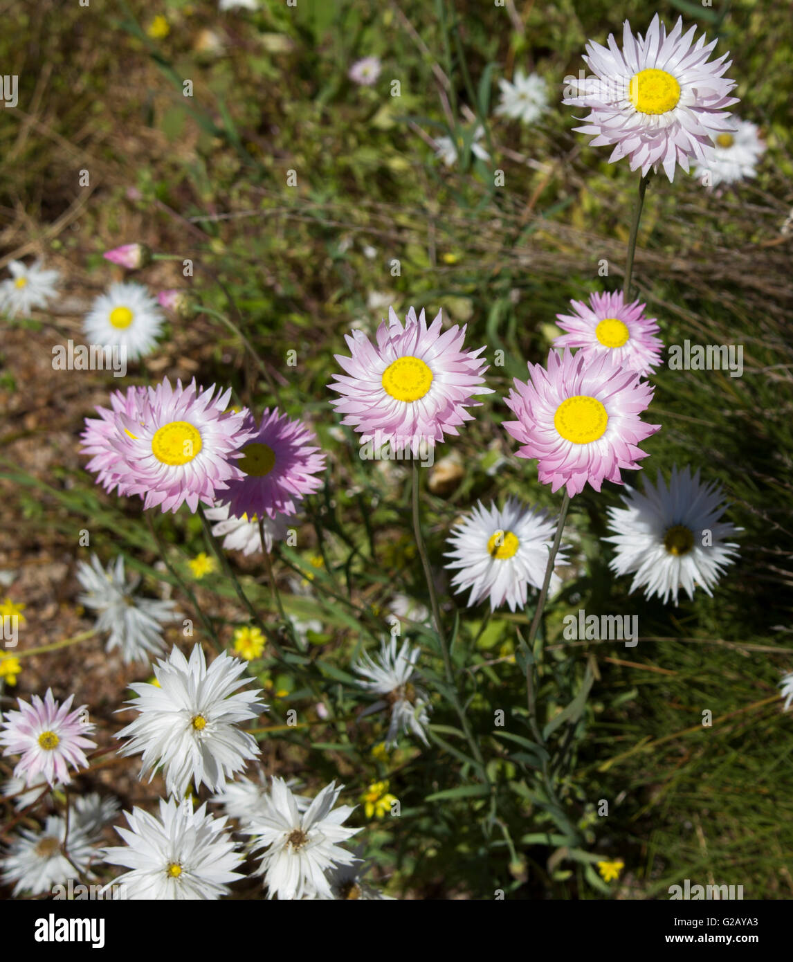 Australian white and pink Everlastings or Paper Daisies species in ...